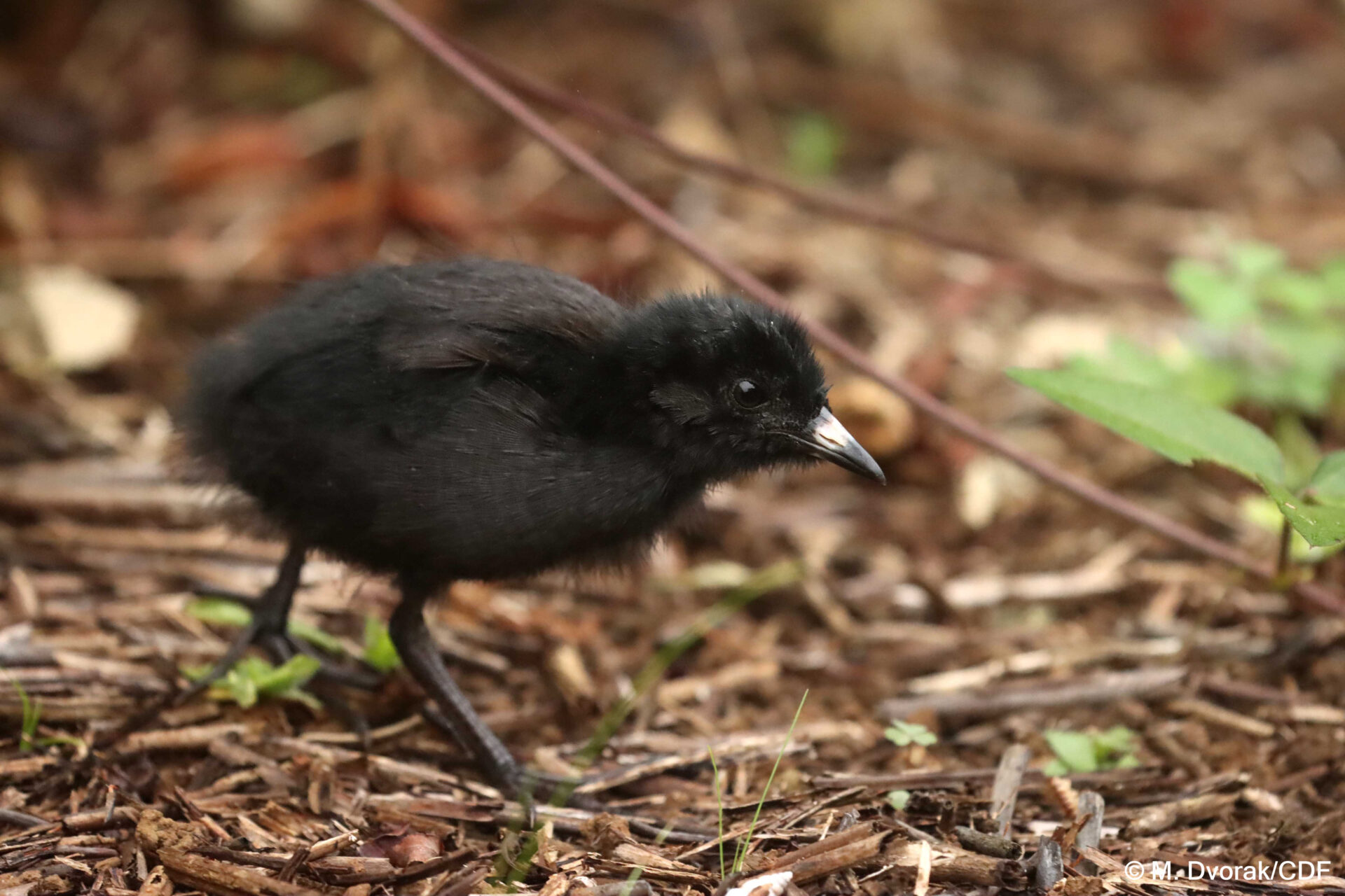 Investigadores redescubren al Pachay de Galápagos en Floreana tras casi ...